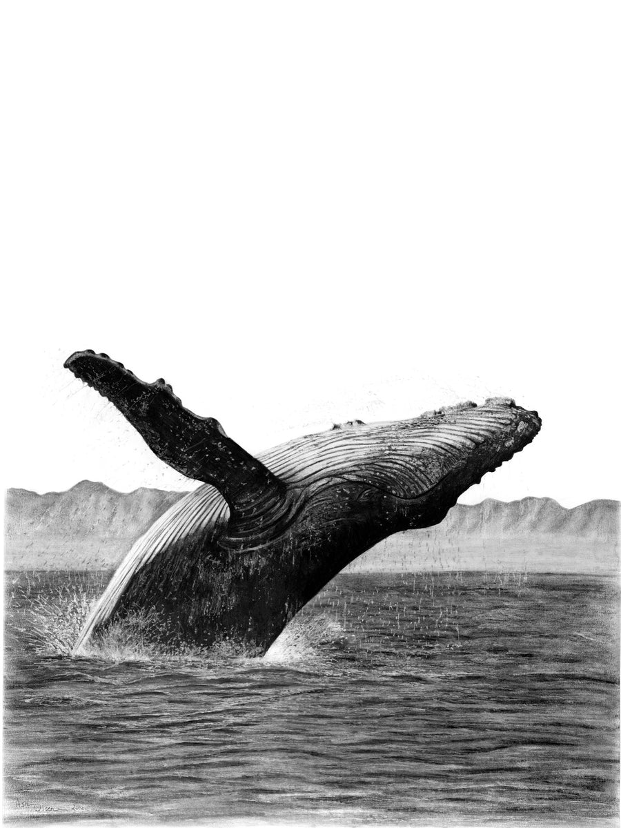 Humpback Whale Breaching Drawing Humpback Whale Breach Stock